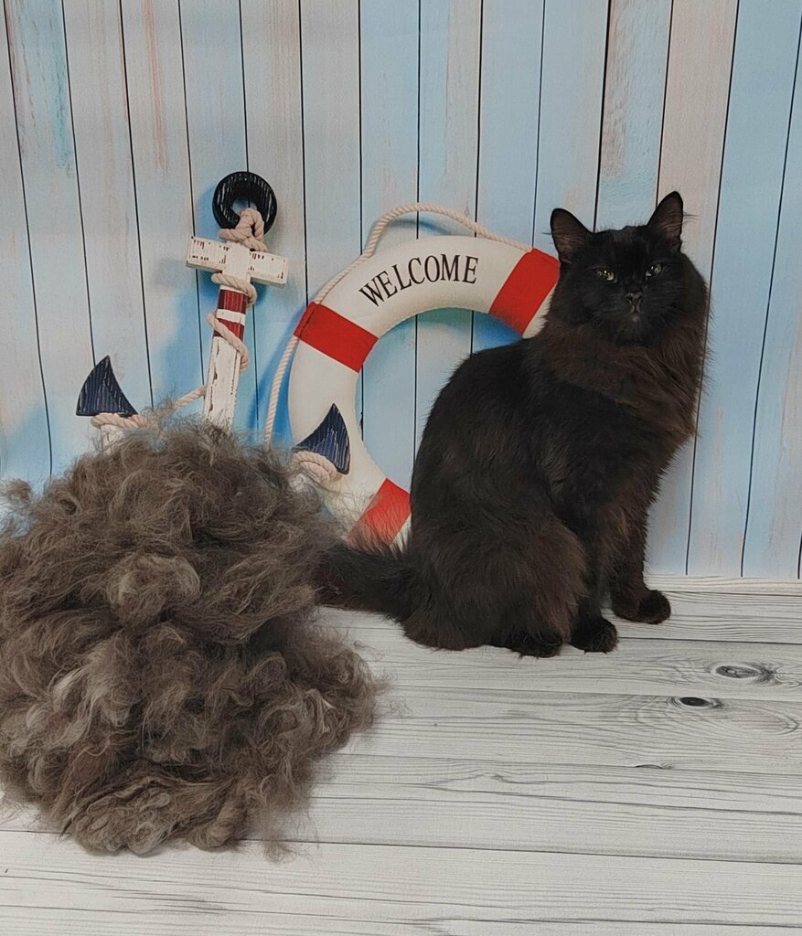 Evcil hayvan kuaförleri GroomPro, Novosibirsk, foto