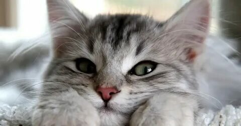 Veteriner klinikleri Serie hvostiki, Moskova, foto