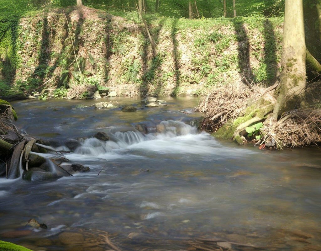Orman Kocaeli Kent Ormanı, İzmit, foto