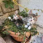 Astropet petshop (Muğla, Bodrum, Akyarlar Mah., Atatürk Cad., 352/8), petshop  Bodrum'dan