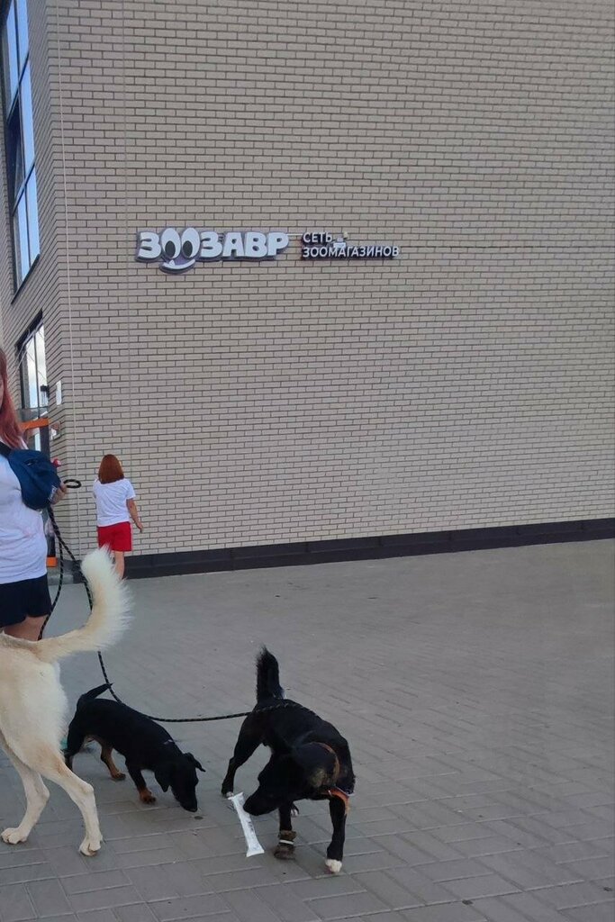 Petshop Zoozavr, Yaroslavl, foto