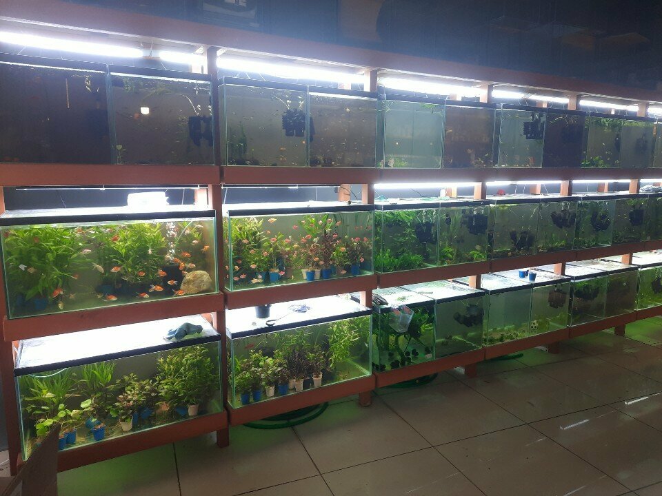 Akvaryumlar Juss Akvaryum, İstanbul, foto