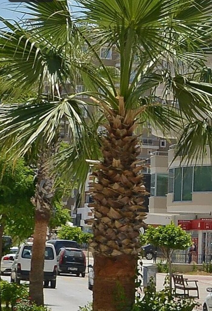 Daireler Mahmutlar Merkezinde 1+1 Daireler, Alanya, Alanya, foto