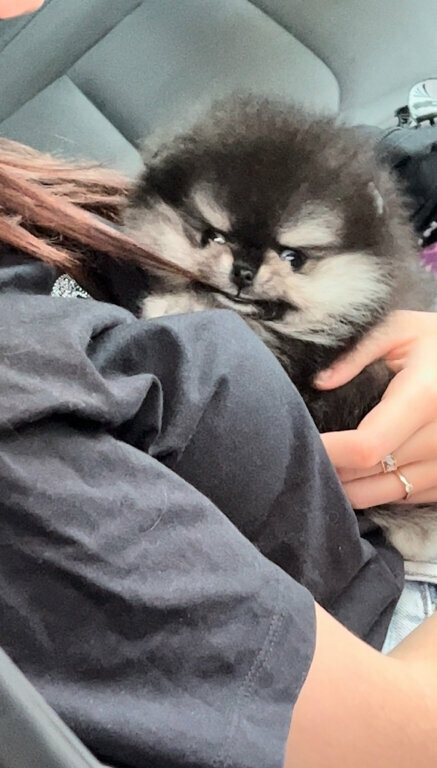 Hayvanların taşınması Zootaxi Graf, Moskova, foto