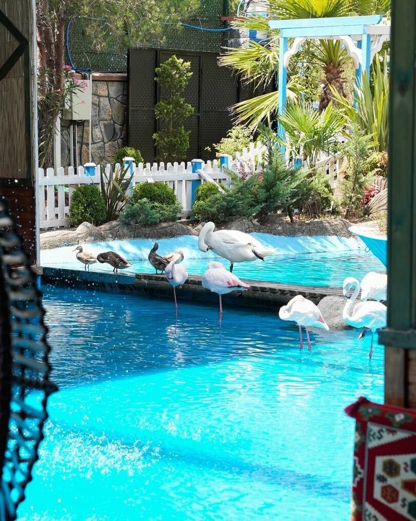 Restoran Kuğu Köy Restaurant, İstanbul, foto