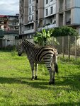 Zoo Garden (Selim Khimshiashvil Street No:1), hayvanat bahçeleri  Batum'dan