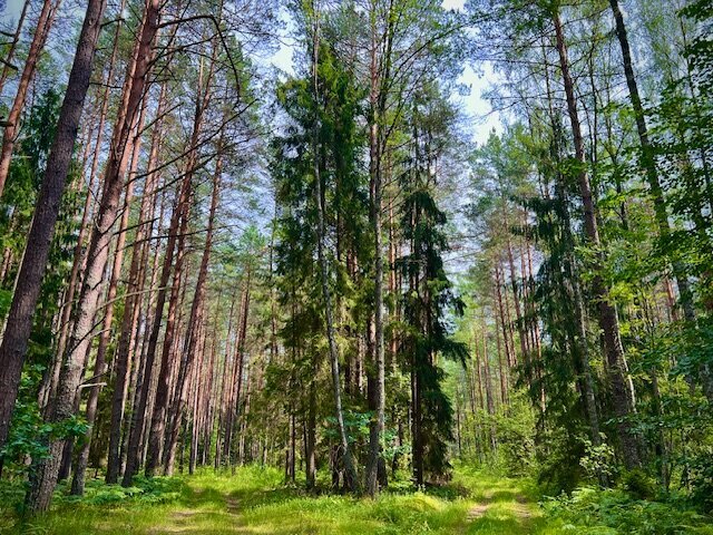 Orman Бор-брусничник, бор ландышево-орляковый, Kalujskaya oblastı, foto