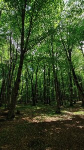 Forest Sabaduri (Sh-30), kültür ve eğlence parkları