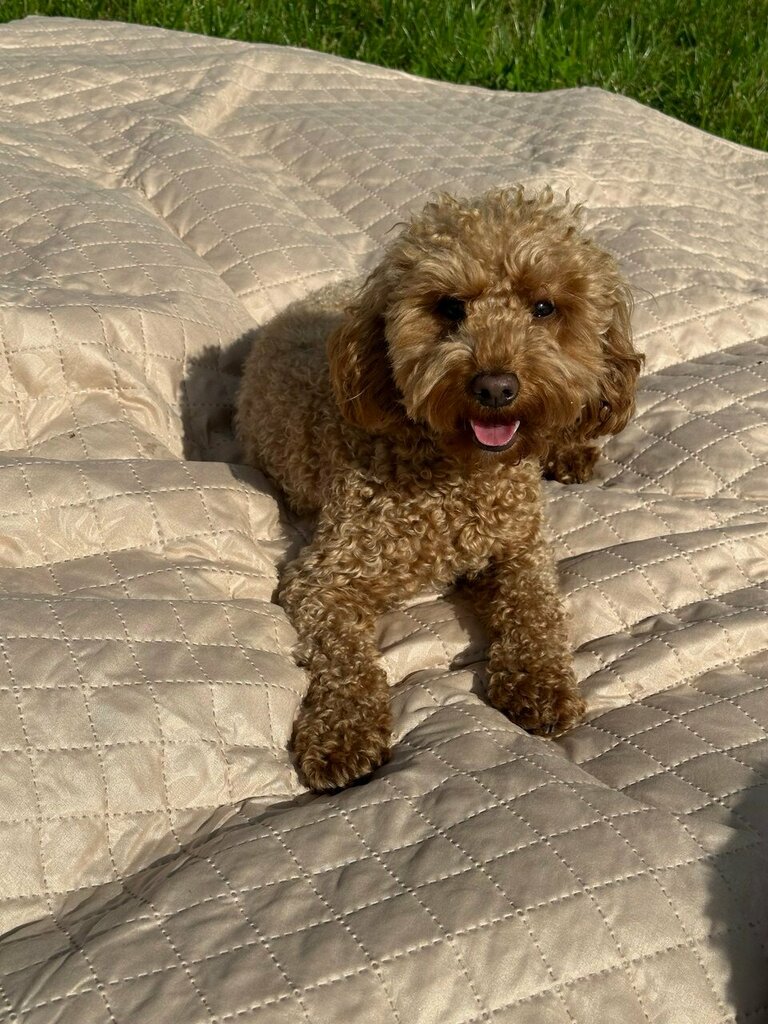 Ev tekstili mağazaları Doma_is, Moskova, foto