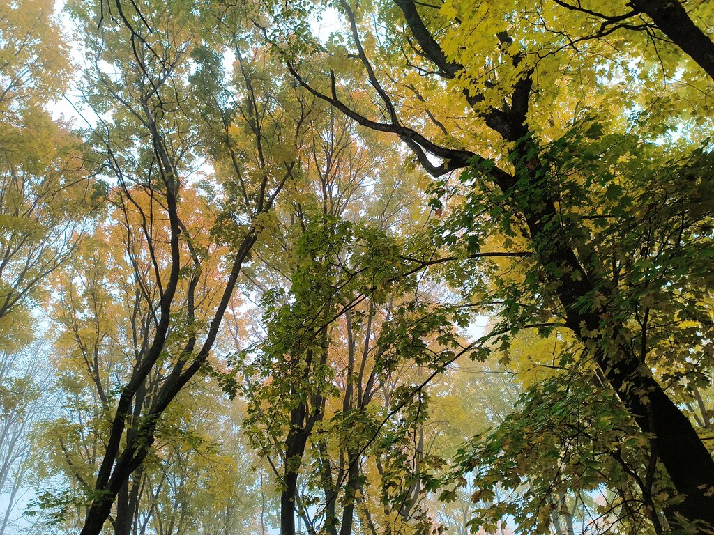 Mezarlıklar Березкинское кладбище, Moskova ve Moskovskaya oblastı, foto