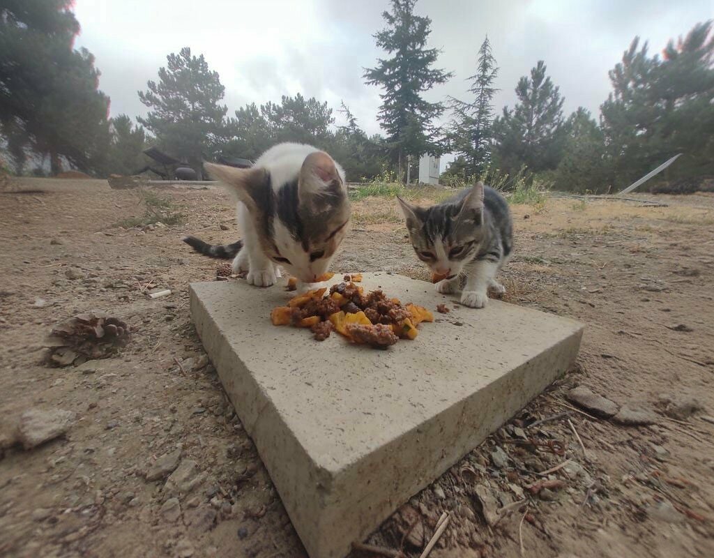 Kültür ve eğlence parkları Çamlık Tabiat Alanı, Elmadağ, foto