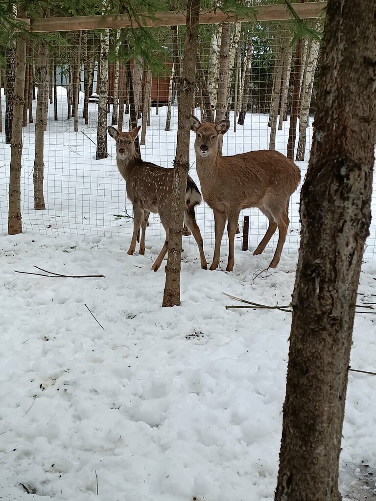 Konuk evi Гостевой дом, Moskova ve Moskovskaya oblastı, foto