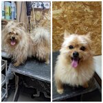 Моё Собачье Дело (4-y Lyotny pereulok No:12), evcil hayvan kuaförleri  Volgograd'dan