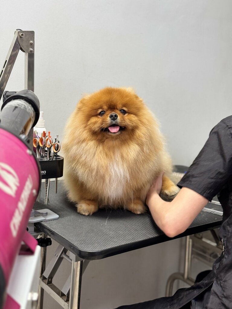 Evcil hayvan kuaförleri Grooming Dog haircut, Velikiy Novgorod, foto