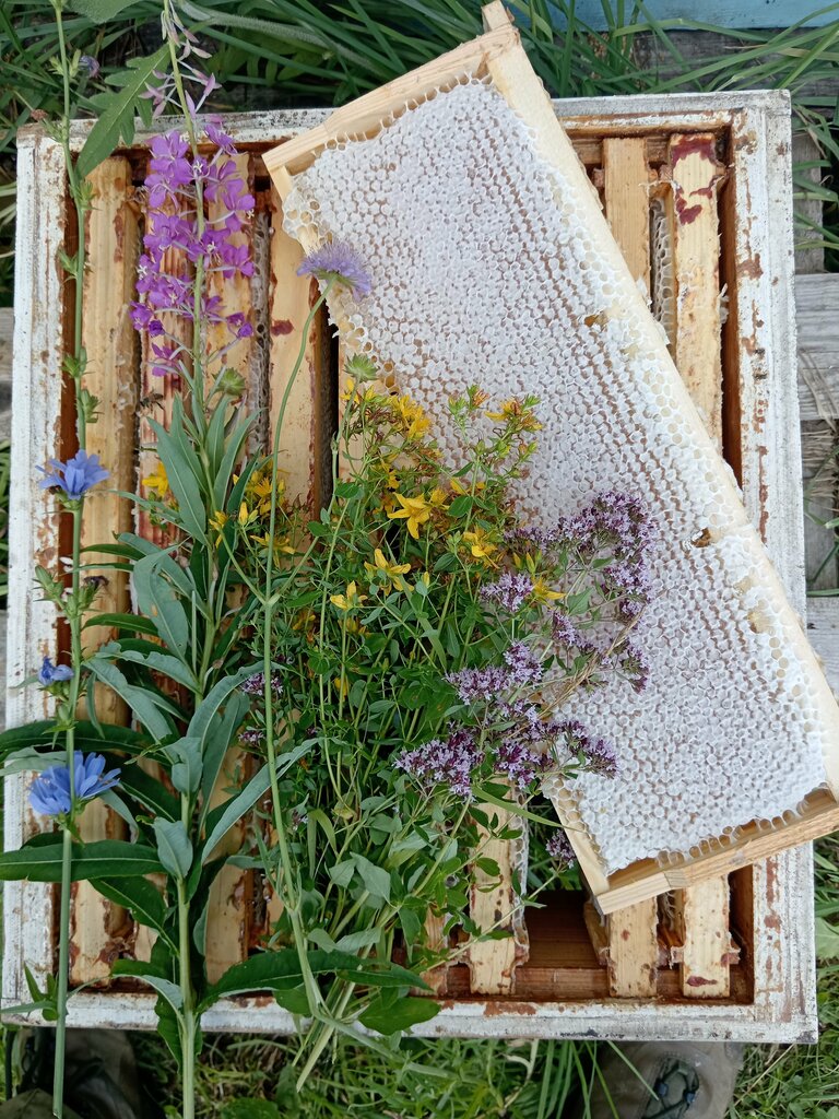 Bal ve arıcılık firmaları Частная пасека Седунова С. К., Saint‑Petersburg ve Leningradskaya oblastı, foto
