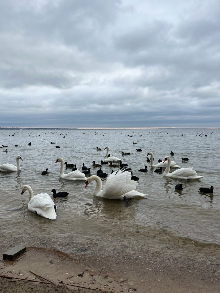 i̇skele Jetty , Minskaya oblastı, foto