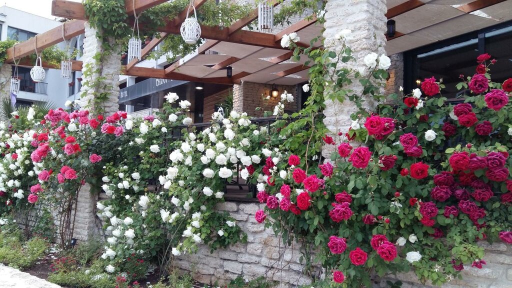 Otel Regina Maria SPA, Balçık, foto
