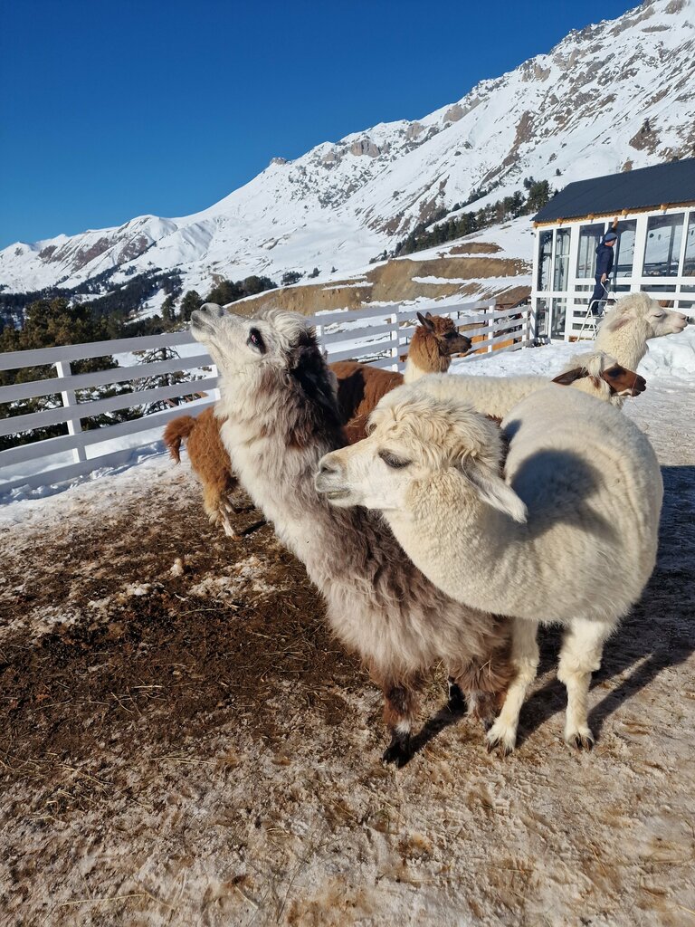 Çiftlik tatili Альпака-Парк Альпачино, Karaçay‑Çerkez Cumhuriyeti, foto