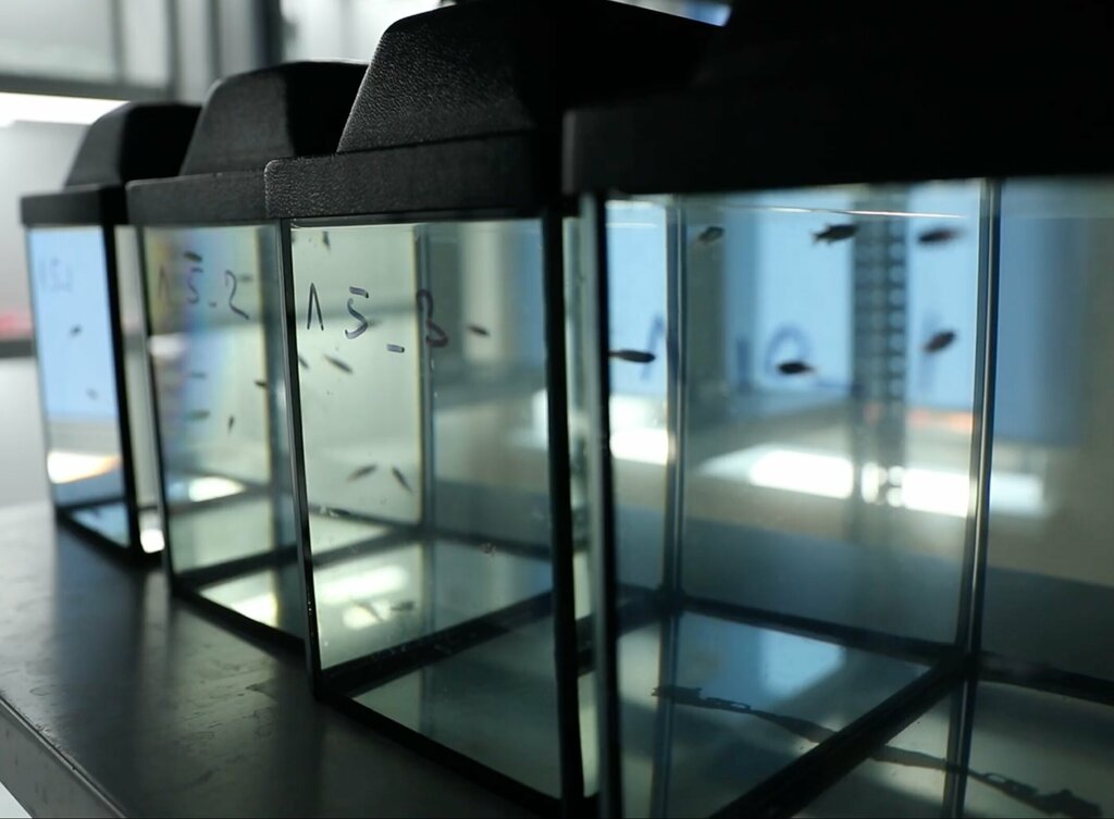 Test laboratuvarı Pesticide and Agrochemical Quality Assessment Center, Moskova, foto