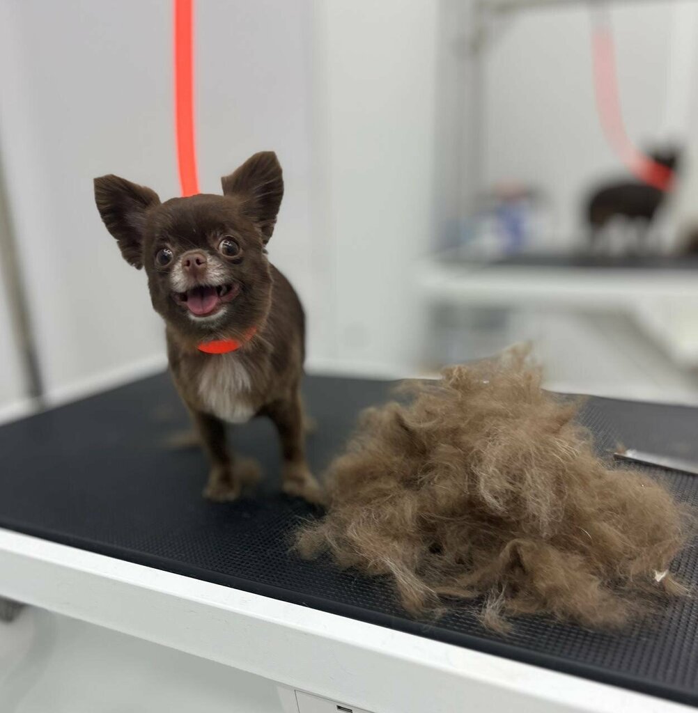 Evcil hayvan kuaförleri PETrushk@, Perm, foto