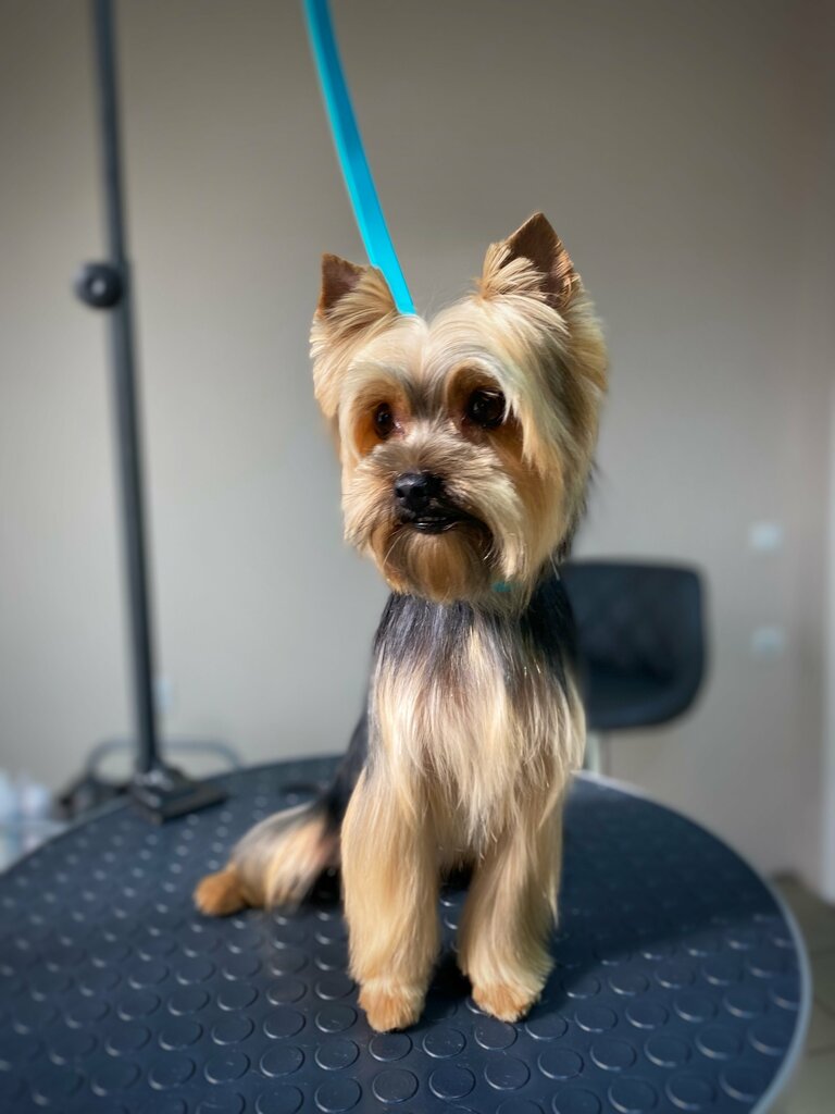 Evcil hayvan kuaförleri Зоосалон, Korenovsk, foto