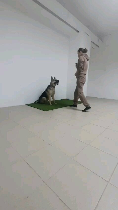 Köpek hizmeti Cynology, Stavropolski krayı, foto