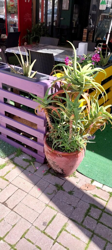 Restoran My Garden Cafe, Alanya, foto