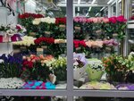 Цветы Орхидея (ulitsa Lenina No:13А), çiçek teslimatı  Anjero‑Sudjensk'ten