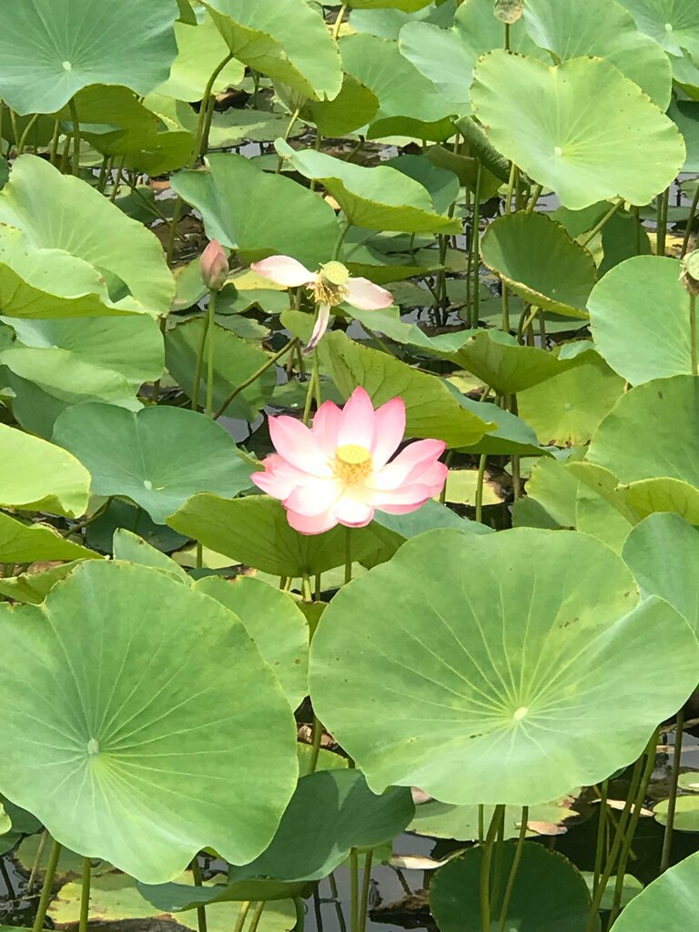Kafe Lotuses of Almaty, Almatı eyaleti, foto