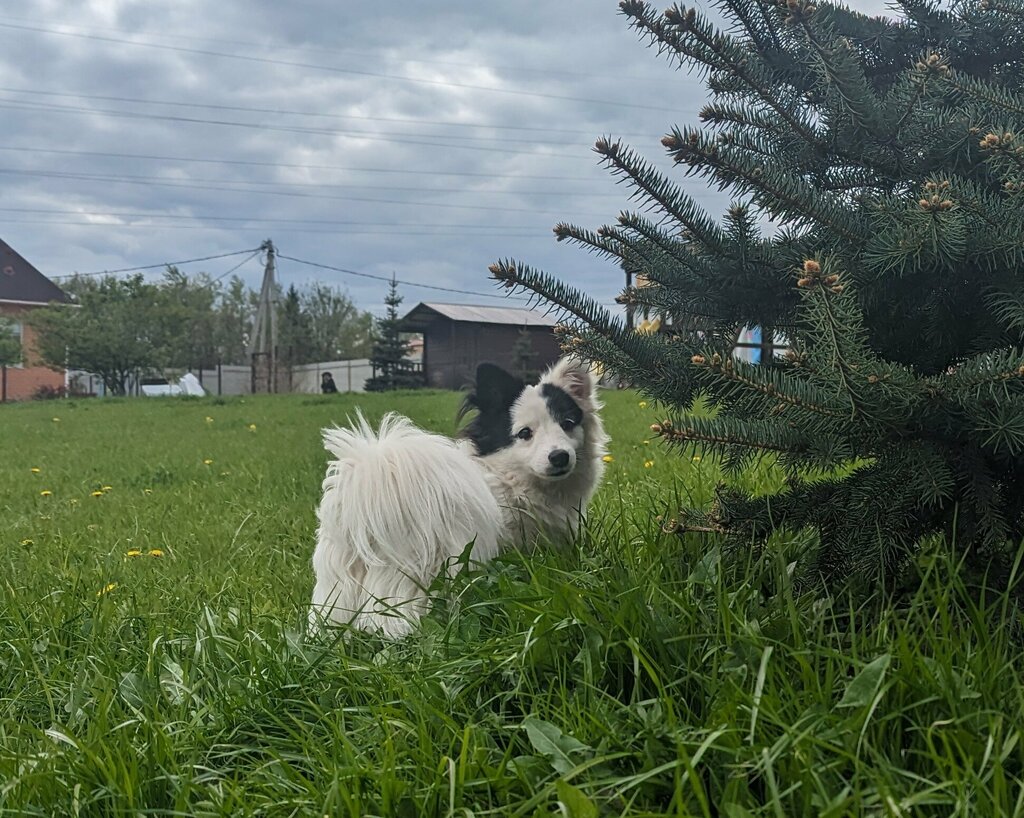 Pet otel Sobachel, Moskova ve Moskovskaya oblastı, foto