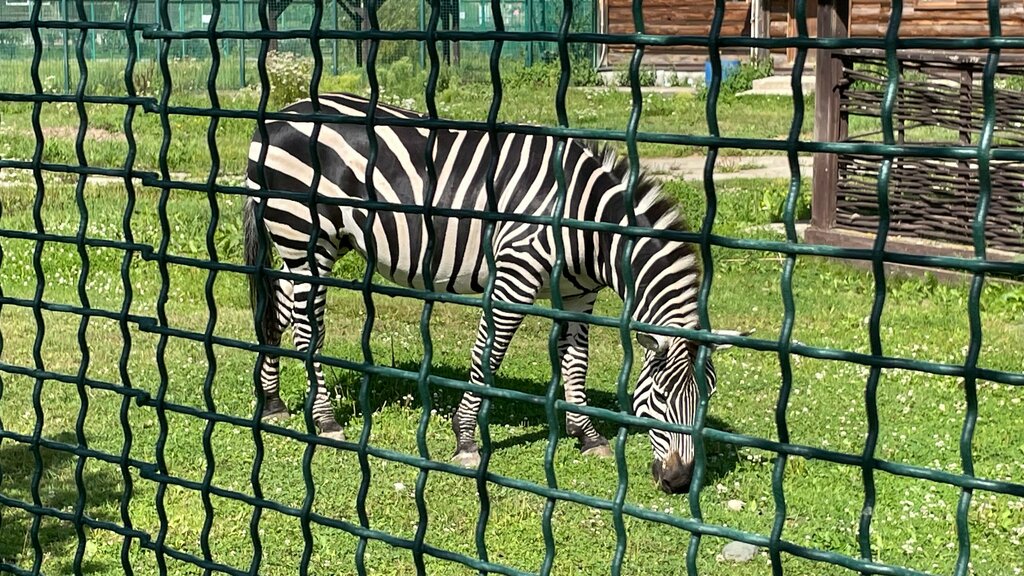 Hayvan muhafazaları Павильон Ковчег, Yaroslavl, foto