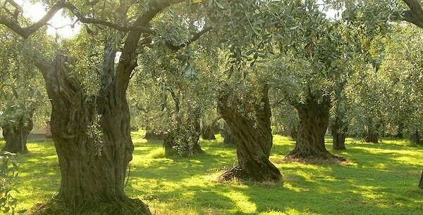 Giyim mağazası Dünyada Zeytinin Başkenti Narlıca, Orhangazi, foto