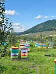 Пасека староверов (No:1, selo Aya), bal ve arıcılık firmaları  Altayski krayından