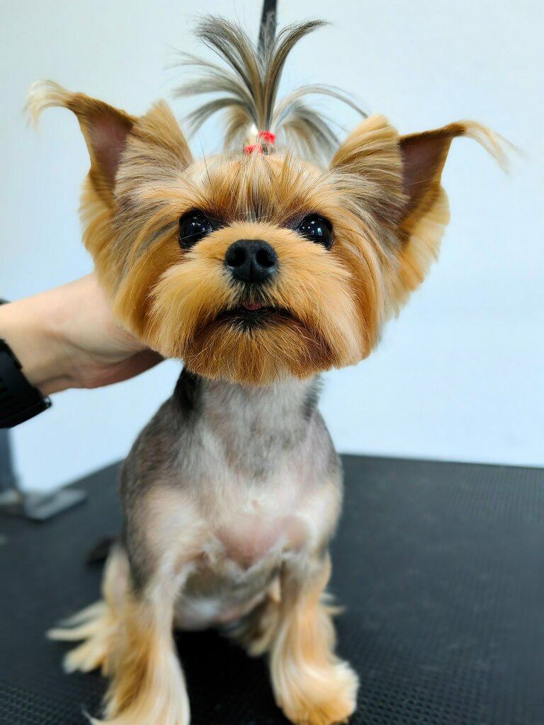 Evcil hayvan kuaförleri AS Groom Np, Navapolatsk, foto