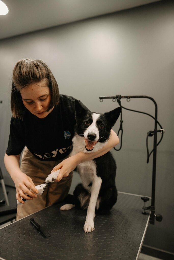 Evcil hayvan kuaförleri Sobusa Gavgona, Kazan, foto