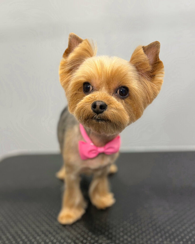 Evcil hayvan kuaförleri Grooming studio, Adıge Cumhuriyeti, foto