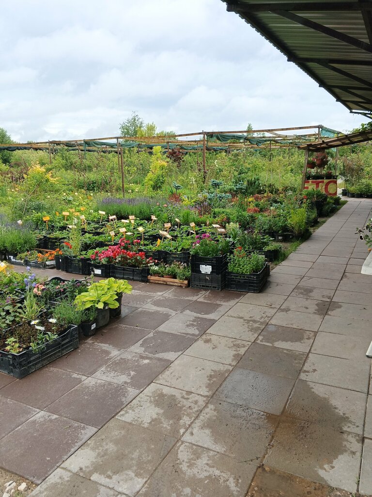 Çiçekçiler Nursery of seedlings Mishkovo, Kalujskaya oblastı, foto