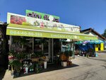 Flora (Belgrade County, Stari Grad, Dorcol, Cara Dusana Street, 77), çiçekçiler  Belgrad'dan