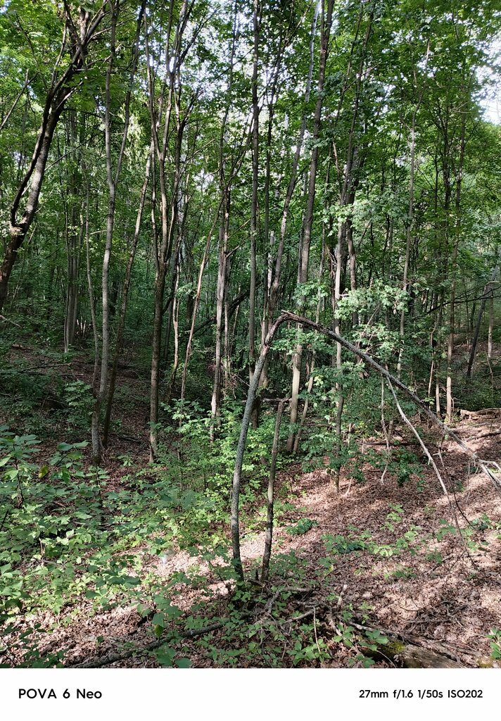 Orman урочище Соболево, Belgorodskaya oblastı, foto