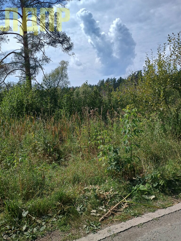 Orman Барнаульский Ленточный бор, Altayski krayı, foto