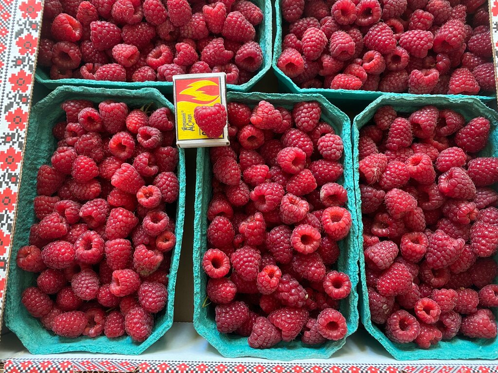 Tarım firmaları Mishkin Polyana Berry Farm, Moskova ve Moskovskaya oblastı, foto