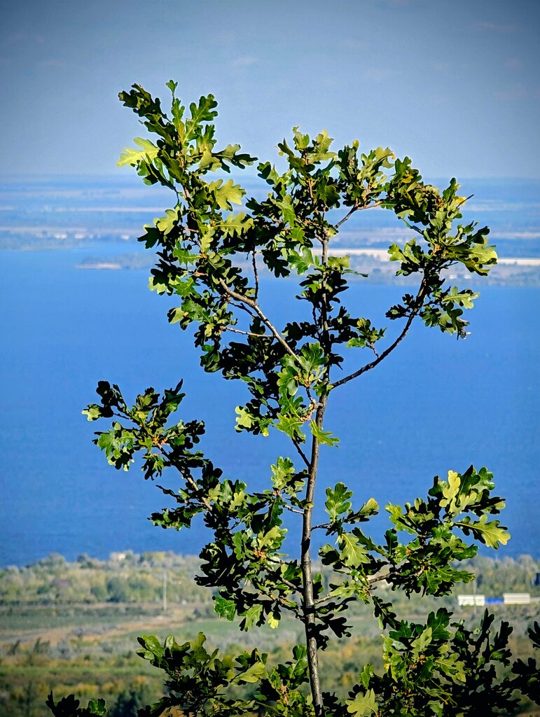 Seyir terası Observation deck, Saratovskaya oblastı, foto
