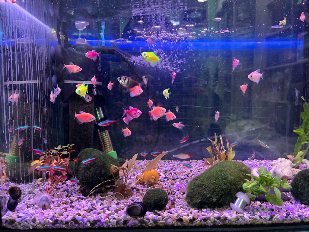 Petshop Чудо в Перьях, Krasnoye Selo, foto