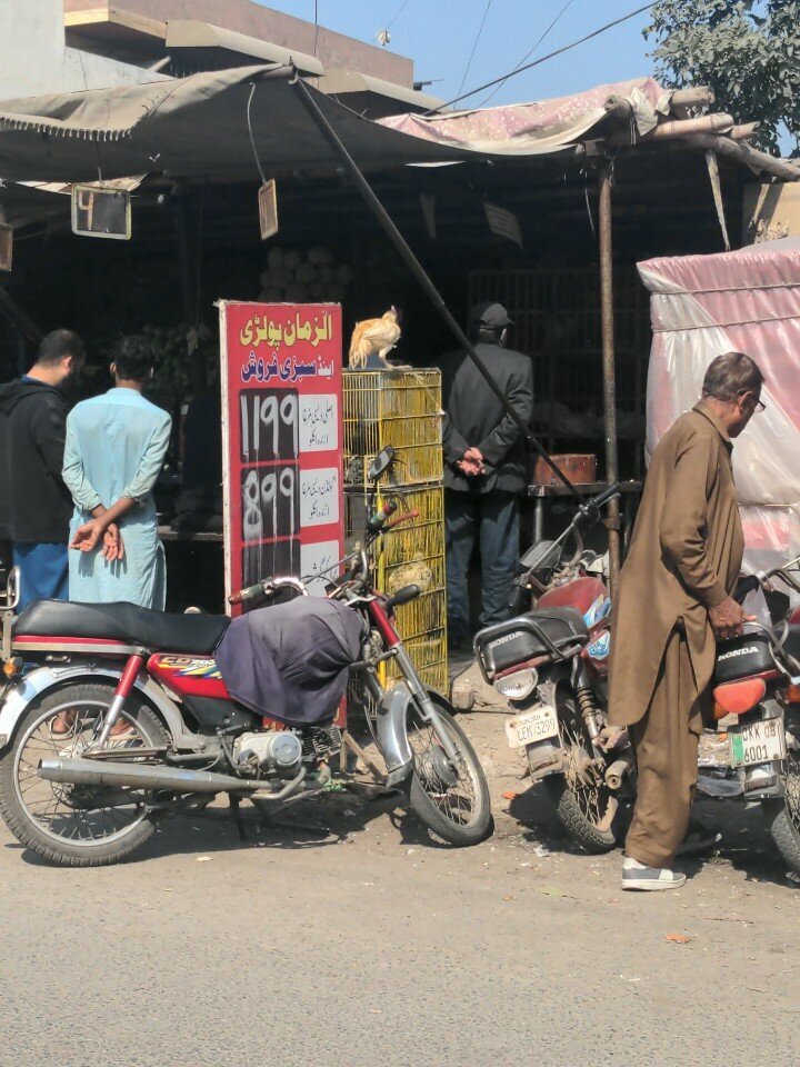 Kanatlı hayvan ürünleri ve yumurta Al zaman poultry farm, Lahor, foto