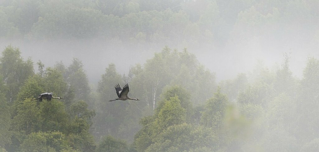 Konuk evi Romanov’ home, Kalujskaya oblastı, foto