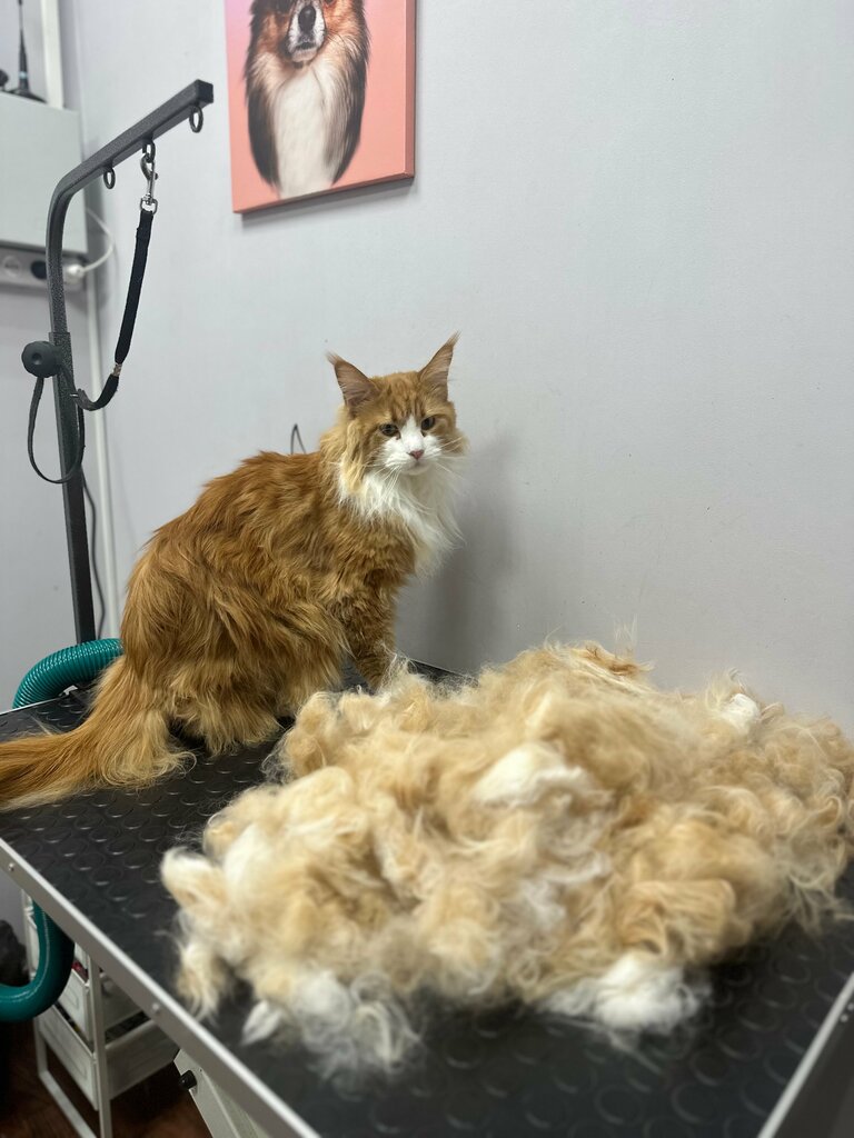 Evcil hayvan kuaförleri LikeGroom, Rostov‑na‑Donu, foto