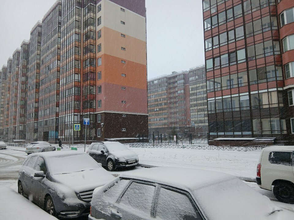 Fidan yetiştiriciliği Комнатное ЦВЕТОВОДСТВО, Saint‑Petersburg, foto