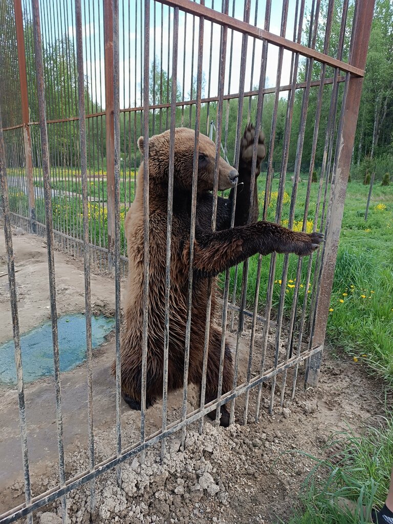 Etkinlik organizasyonu Мини Парк, Moskova ve Moskovskaya oblastı, foto