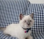 Baykuş Petshop (Iğdır, Iğdır Merkez , Bağlar Mah., Mehmet Akif Ersoy Cad., 7A), petshop  Iğdır'dan