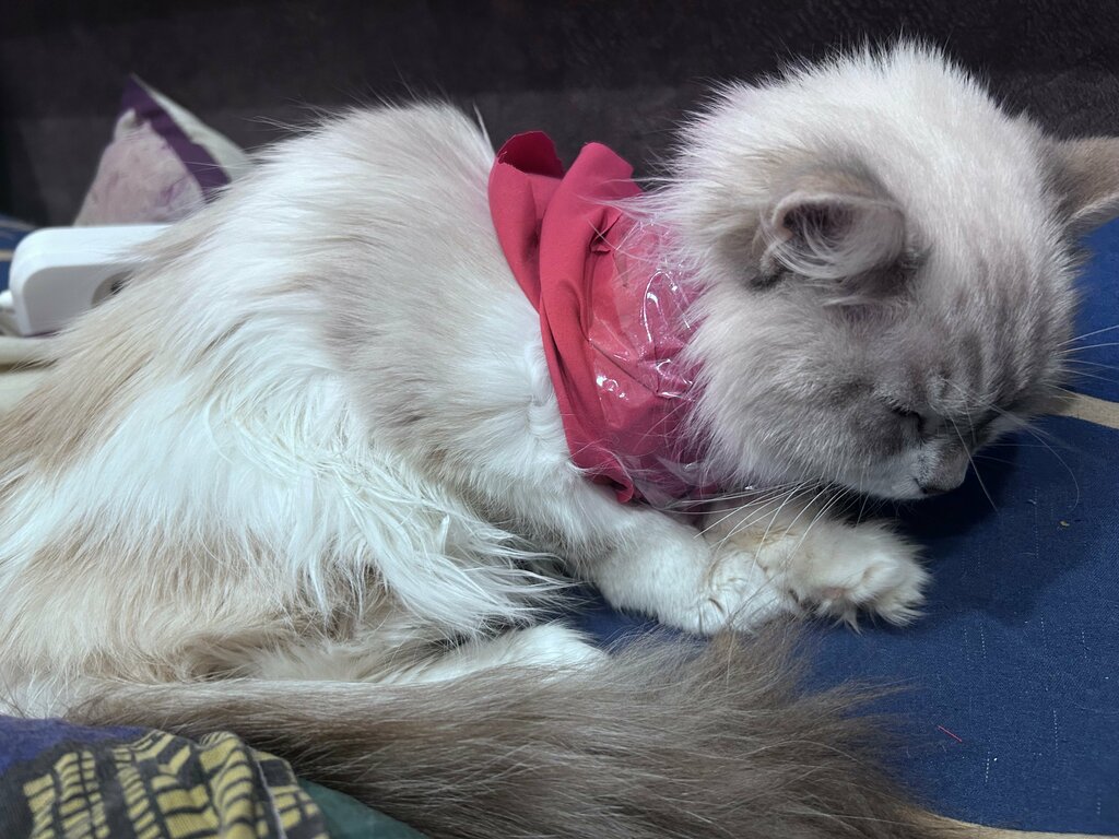 Veteriner klinikleri Счастливый Хвост, Kemerovo, foto